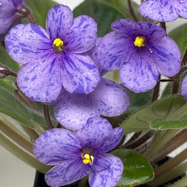 Trailing Violets - Etsy