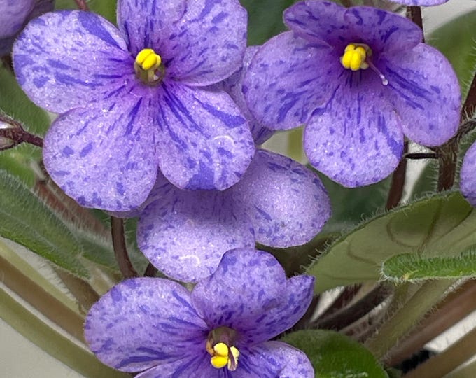Trailing African Violet Saratoga Trail - Etsy
