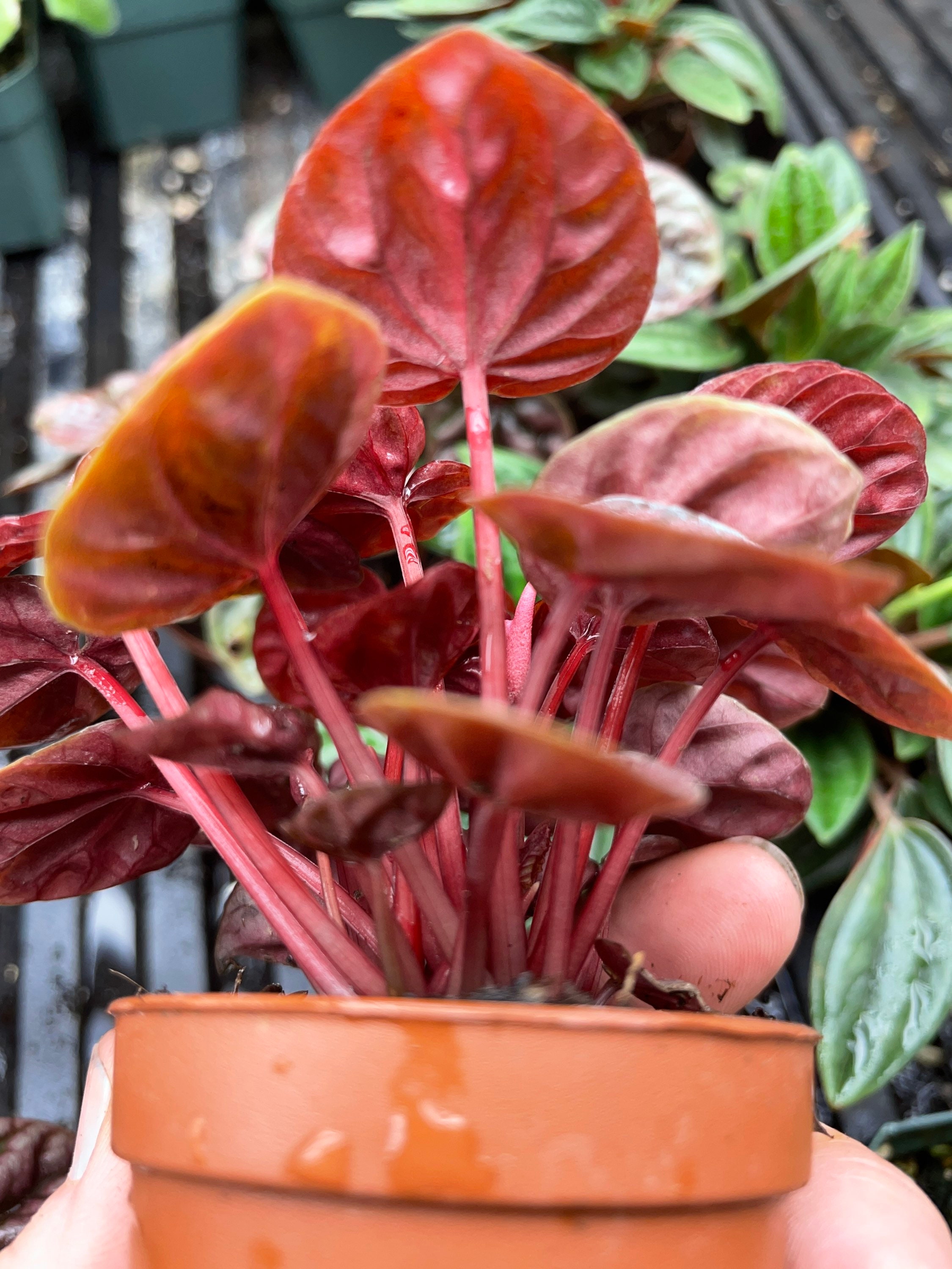 Peperomia raspberry Ripple 2.5 Pot Perfect for a Terrarium | Etsy