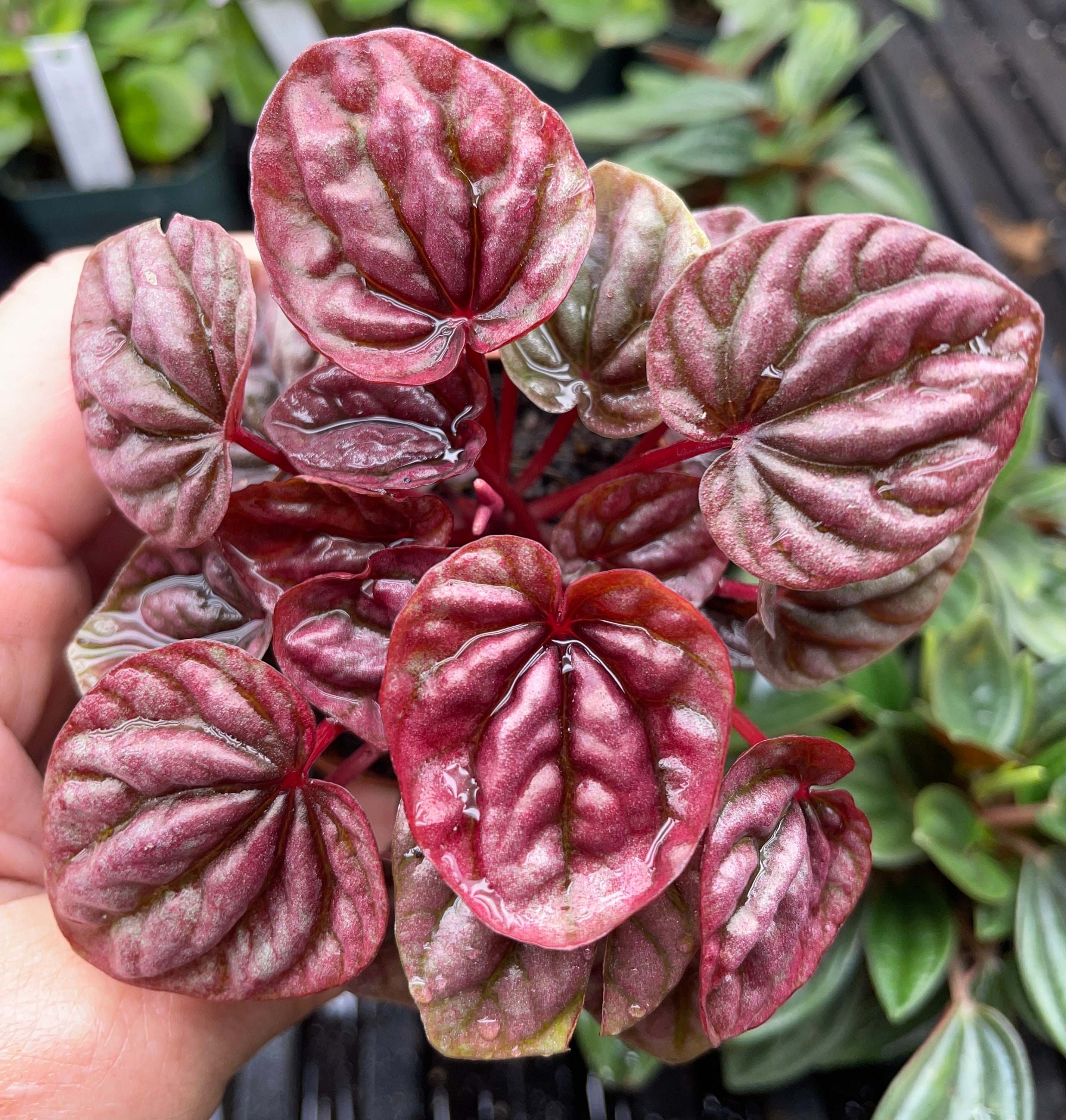 Peperomia raspberry Ripple 2.5 Pot Perfect for a Terrarium - Etsy
