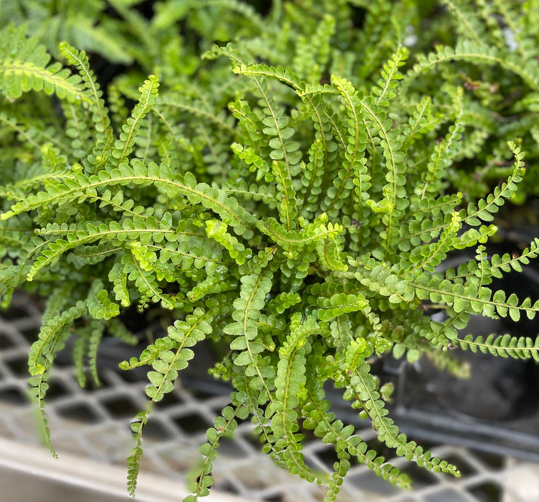 Lemon Button Fern Etsy