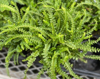 Lemon Button Fern, Nephrolepis Duffii, Rooted Plant Shipped in 3 Pot ...