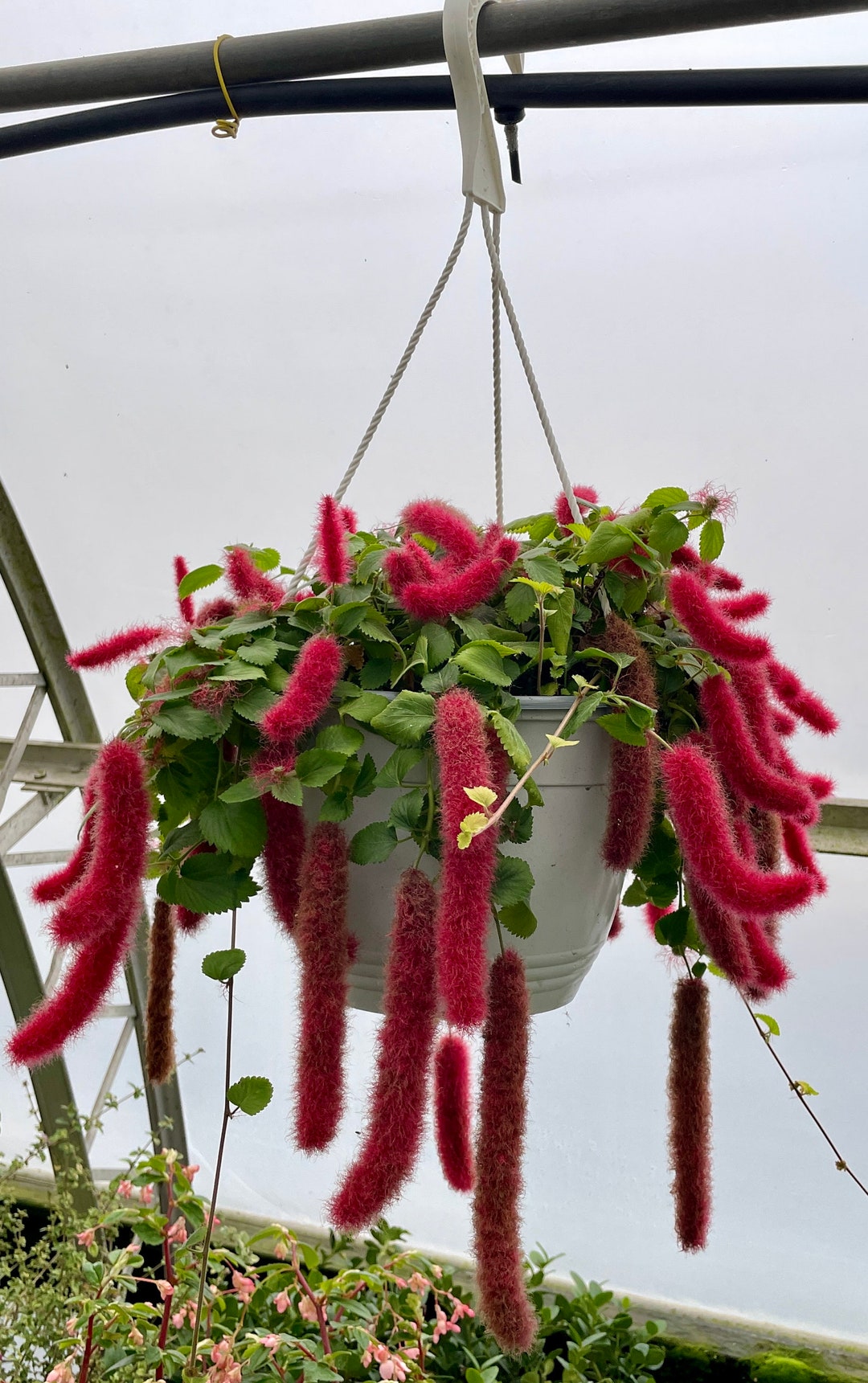 Strawberry Firetails, Also Known as Trailing Chenille Plant - Etsy