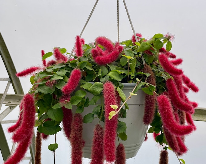 Strawberry Firetails, Also Known as Trailing Chenille Plant - Etsy