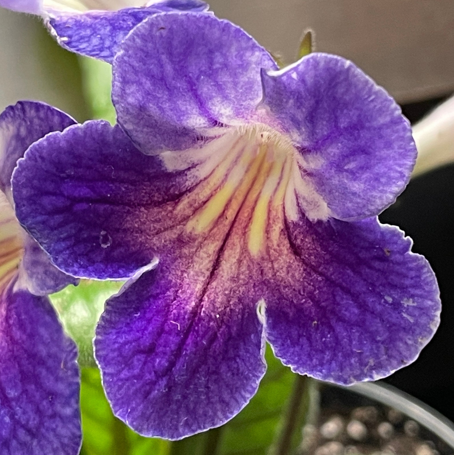 Streptocarpus ‘azure’ (also Called Cape Primrose) - Etsy