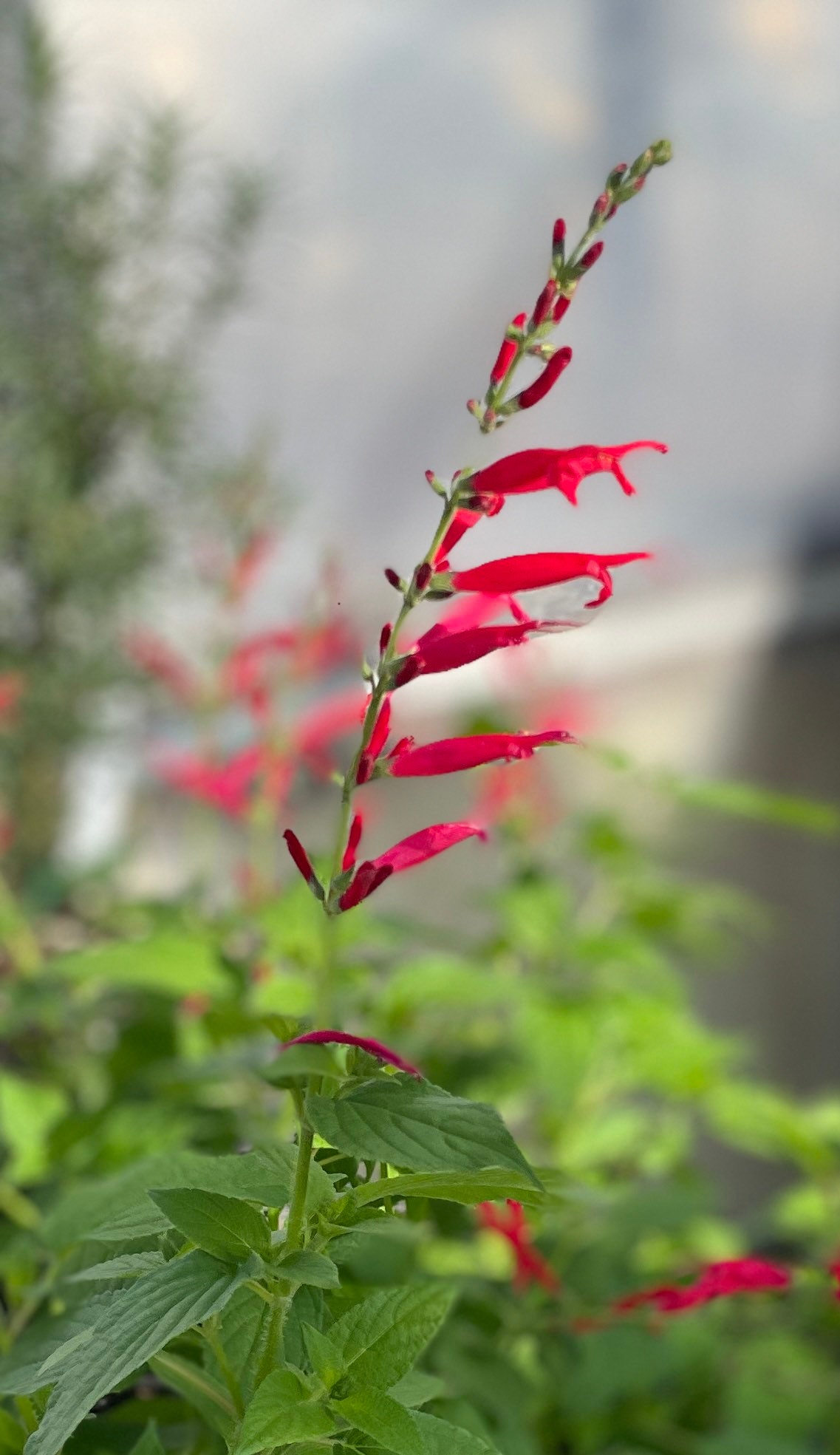 Pineapple Sage Seeds
