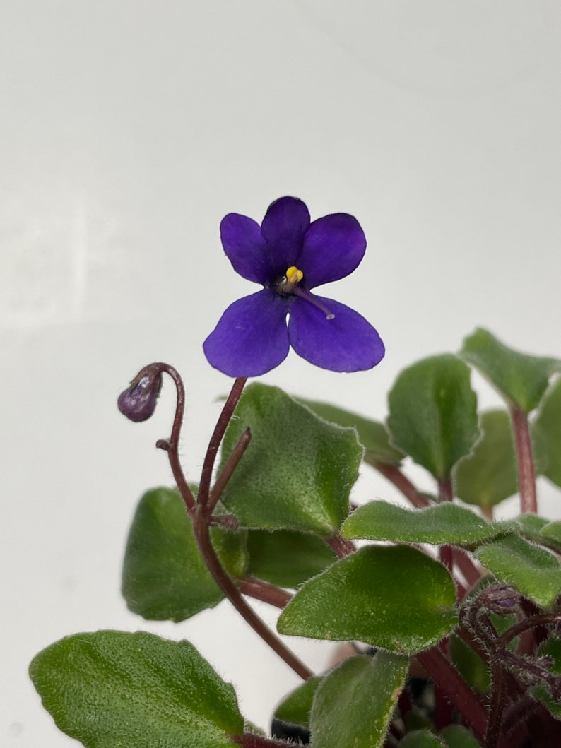 Mini African Violet Rolling Dark Waters - Etsy