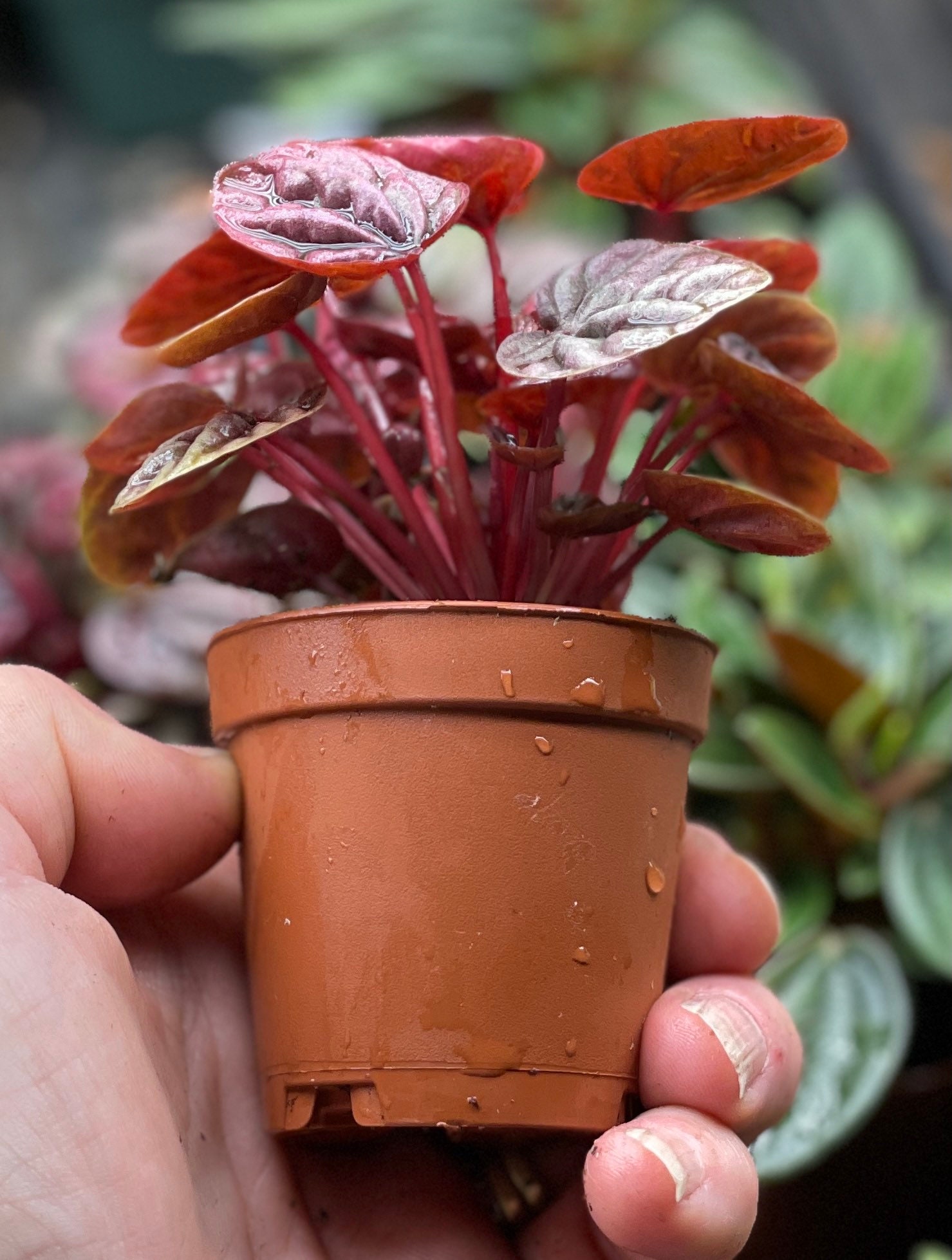 Peperomia raspberry Ripple 2.5 Pot Perfect for a Terrarium | Etsy
