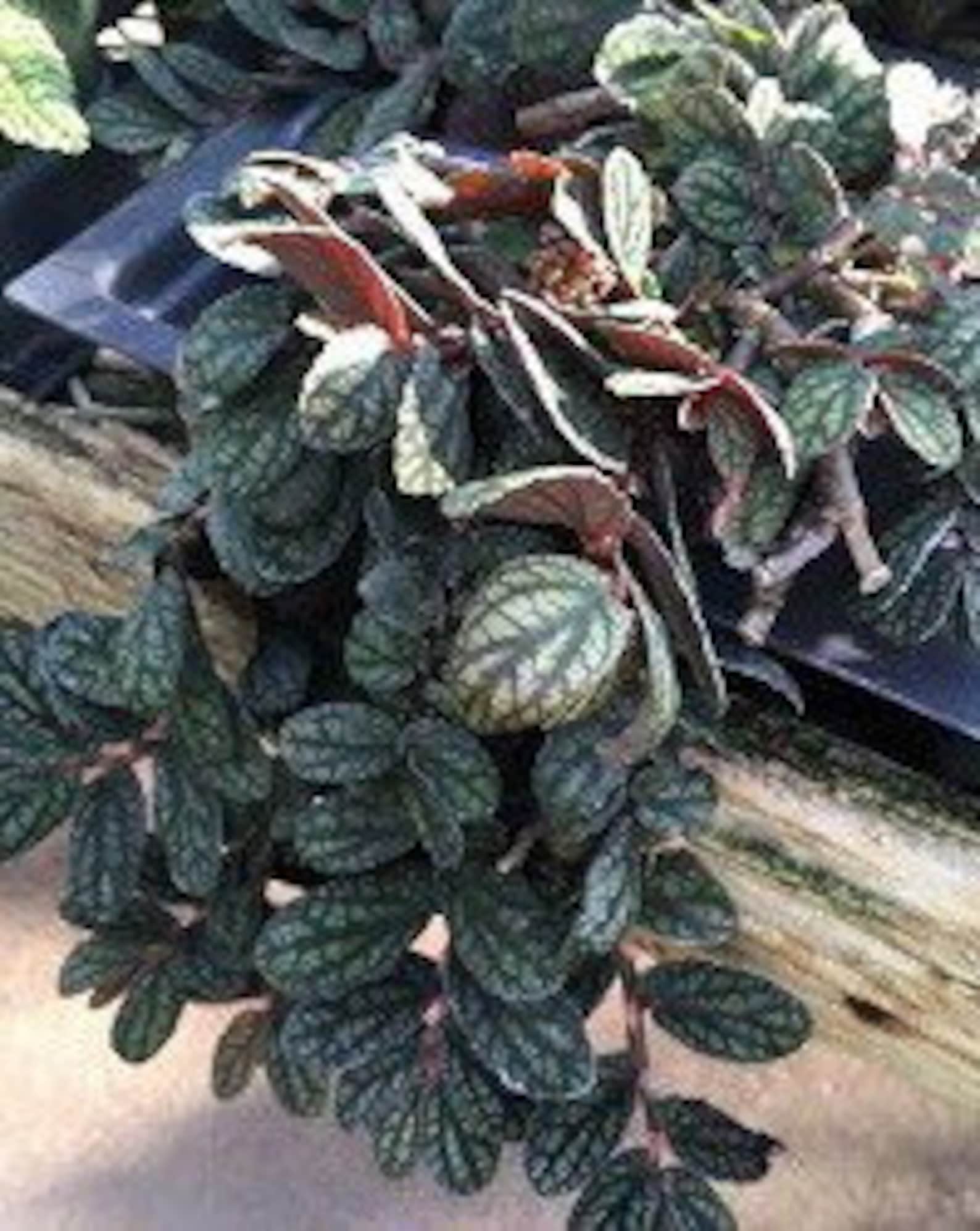 Trailing Watermelon Begonia (pellionia Pulchra, Potted Plant, Ships ...