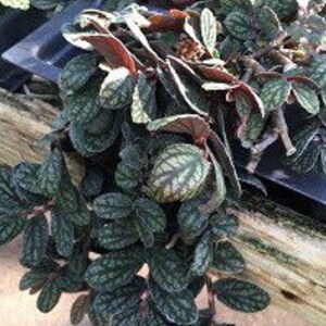 Trailing Watermelon Begonia (pellionia Pulchra, Potted Plant, Ships ...