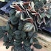 Trailing Watermelon Begonia (pellionia Pulchra, Potted Plant, Ships ...
