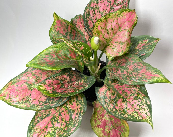 Chinese Evergreen ruby Ray - Etsy