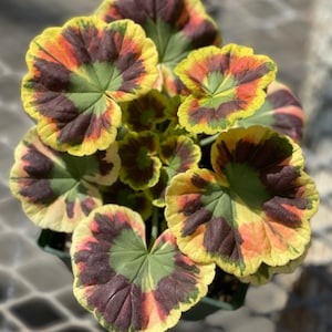 Velma Cox Zonal Geranium, Also Known as Mrs. Henry Cox - Garden Ready ...