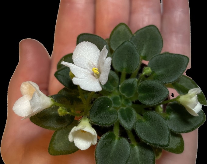 Micro Mini African Violet Jolly Diamond - Etsy