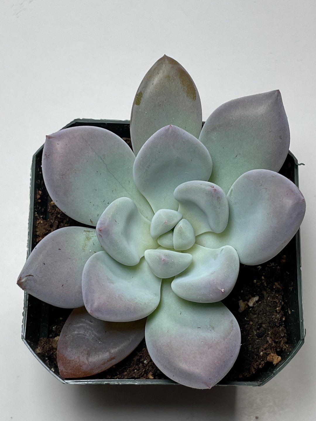 Graptoveria Opalina - Etsy