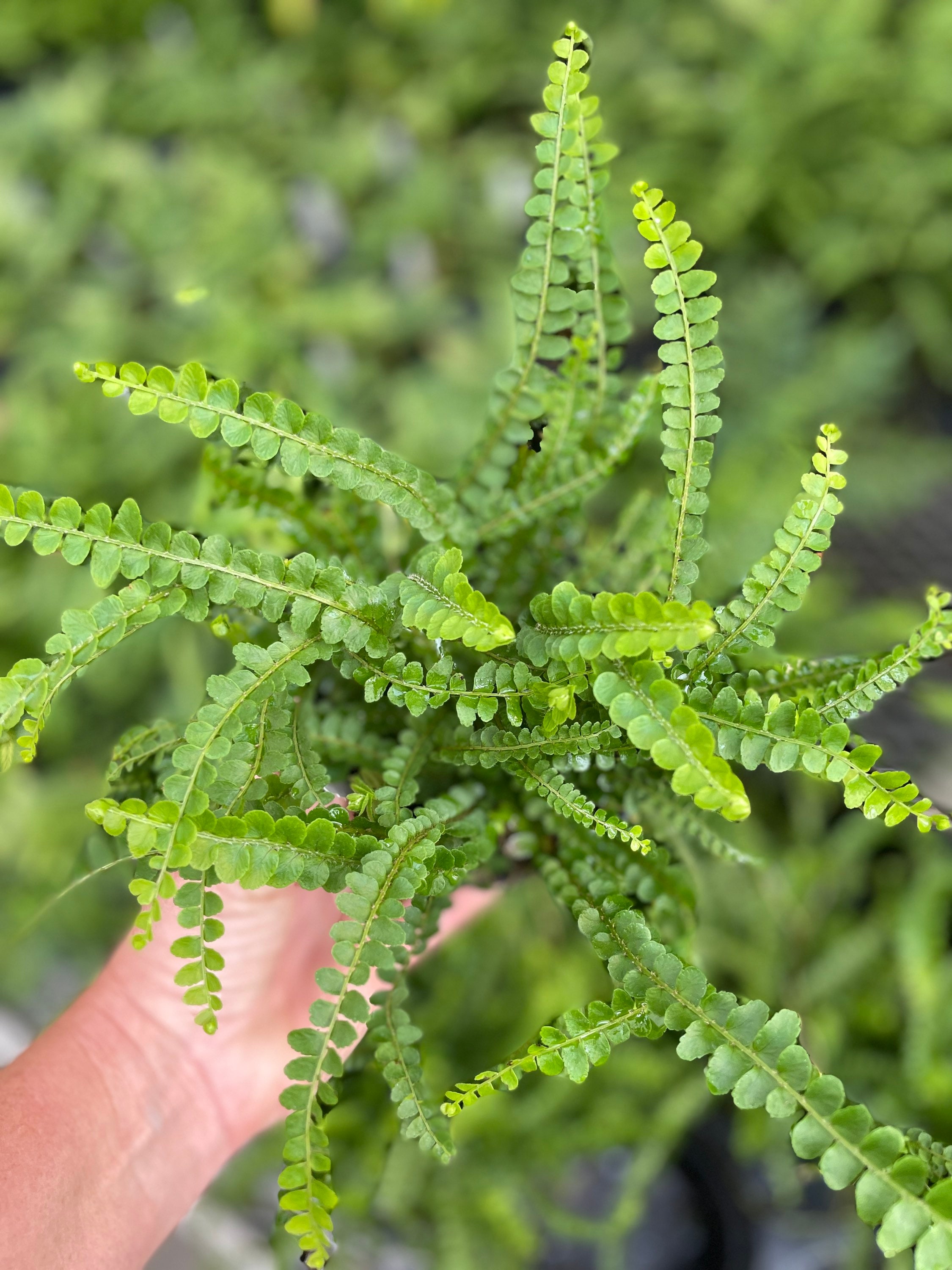 Lemon Button Fern - Etsy