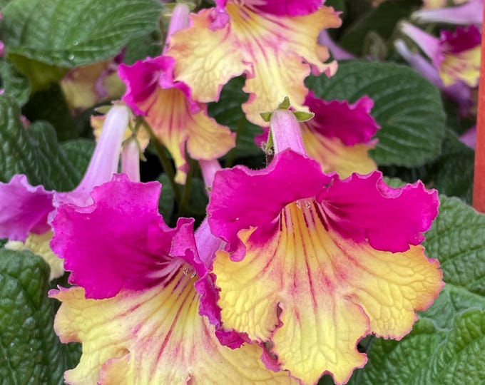 Streptocarpus Yellow Pink Cap (also Called Cape Primrose) - Etsy