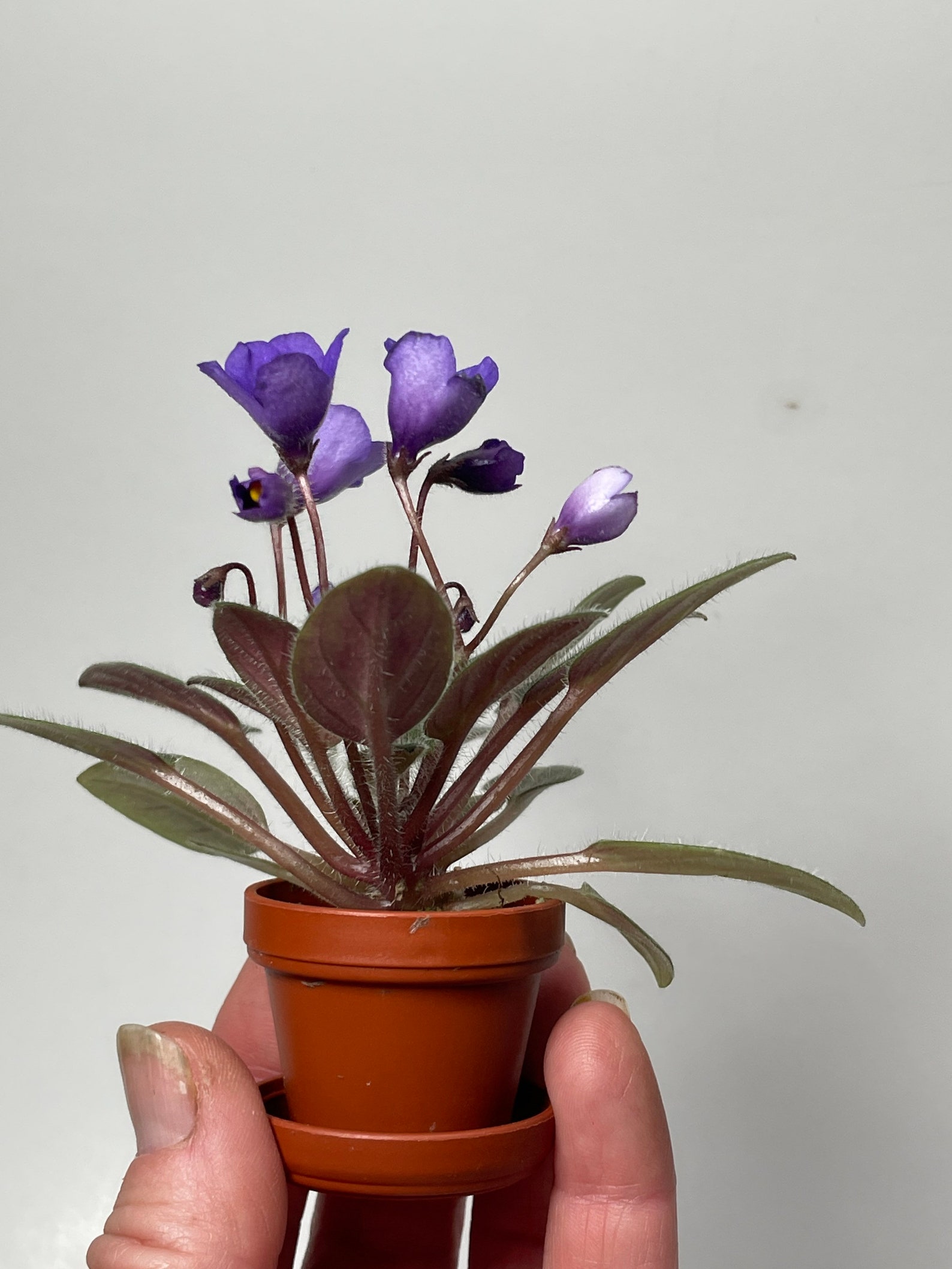 Micro Mini African Violet Vallarta Campanas Moradas - Etsy