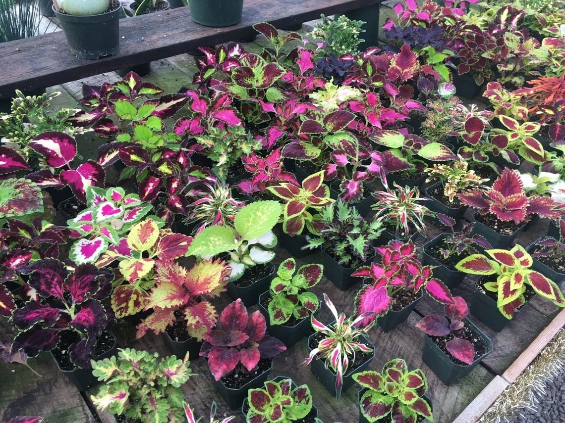 Colorful Coleus Collection 5 Potted Plants | Etsy