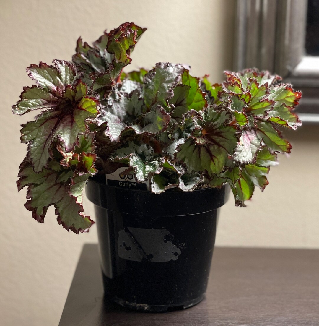 Rex Begonia curly Peppermint - Etsy