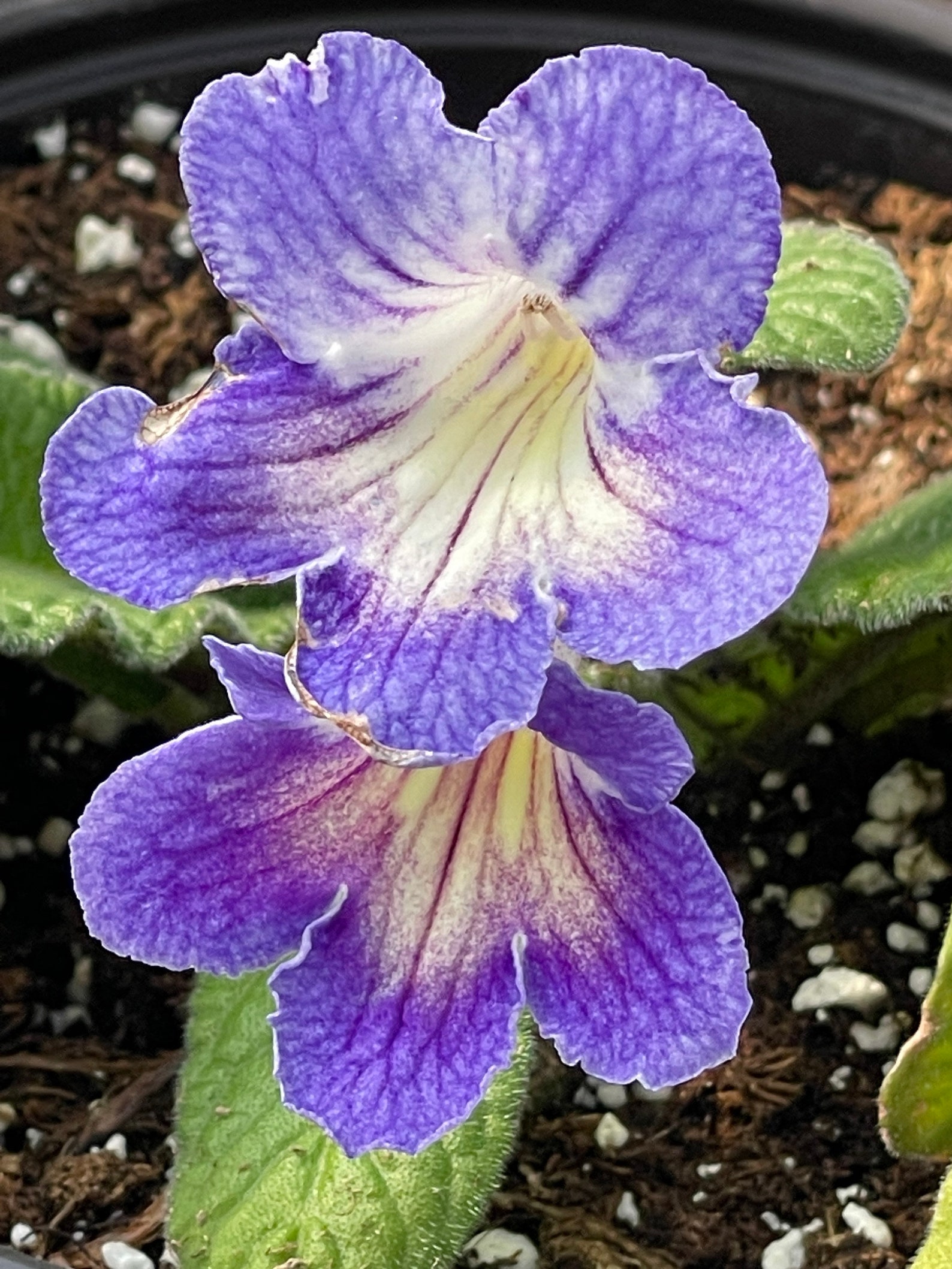 Streptocarpus ‘azure’ (also Called Cape Primrose) - Etsy