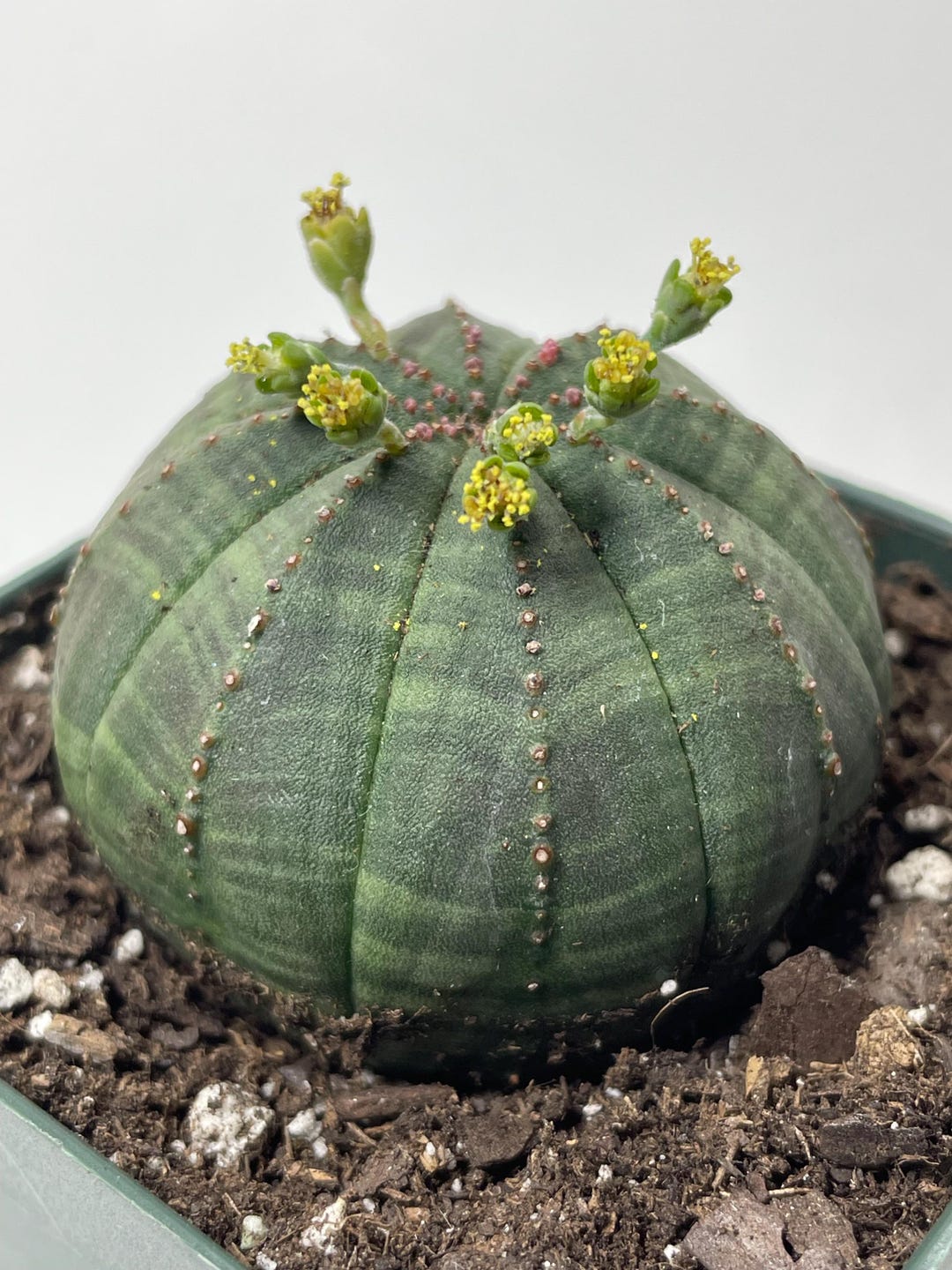 Baseball Euphorbia (euphorbia Obesa) - Etsy
