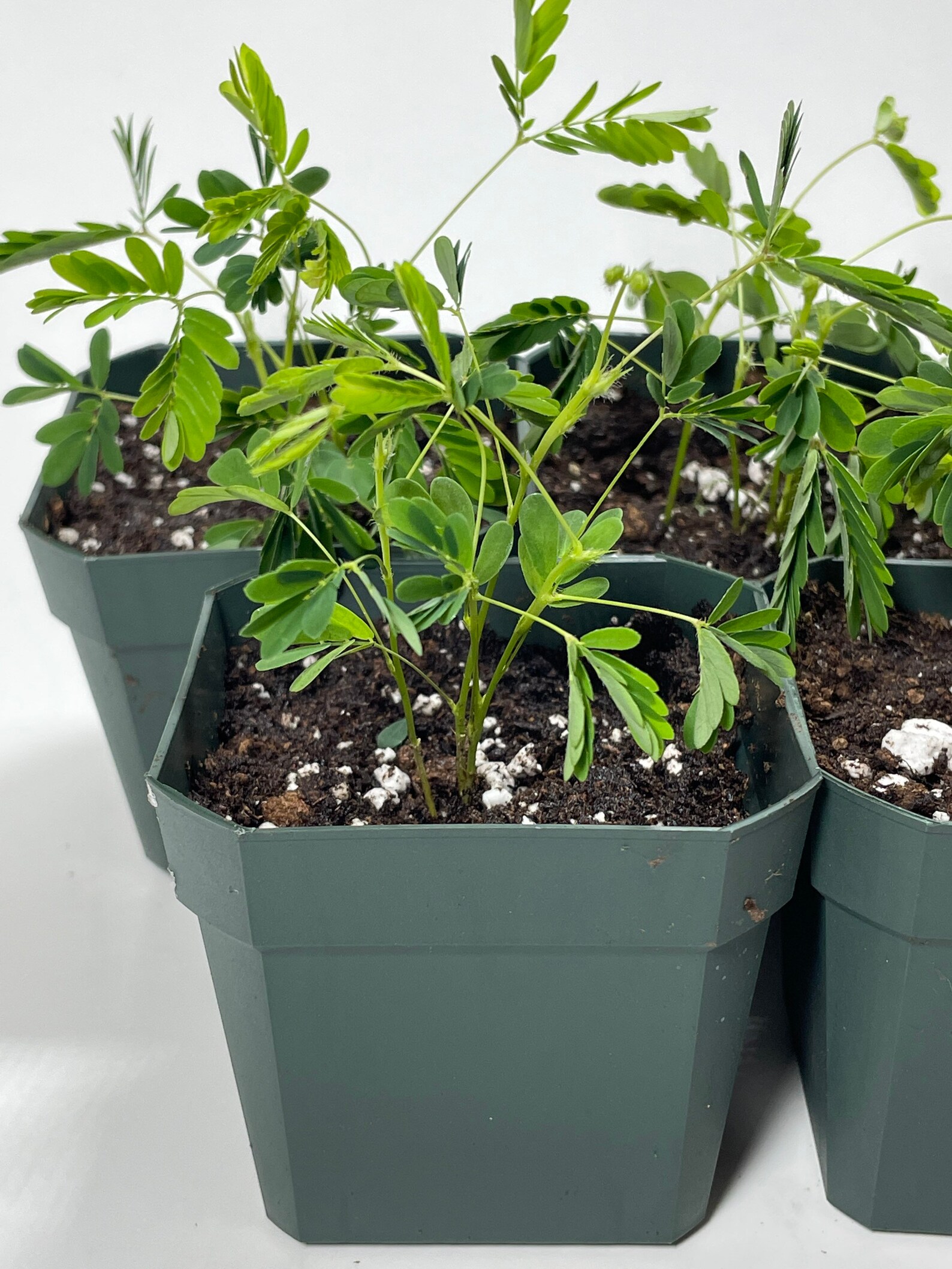 Sensitive Plant Live Potted Plant - Etsy