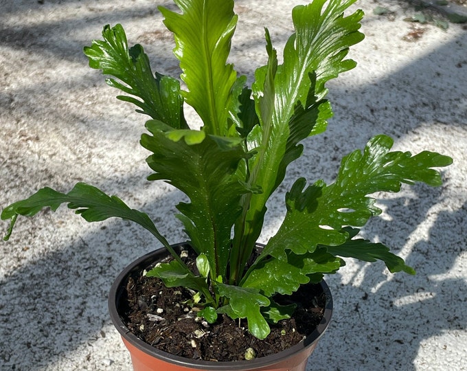 Bird’s Nest Fern Champion (asplenium Nidis’campio’) - Etsy