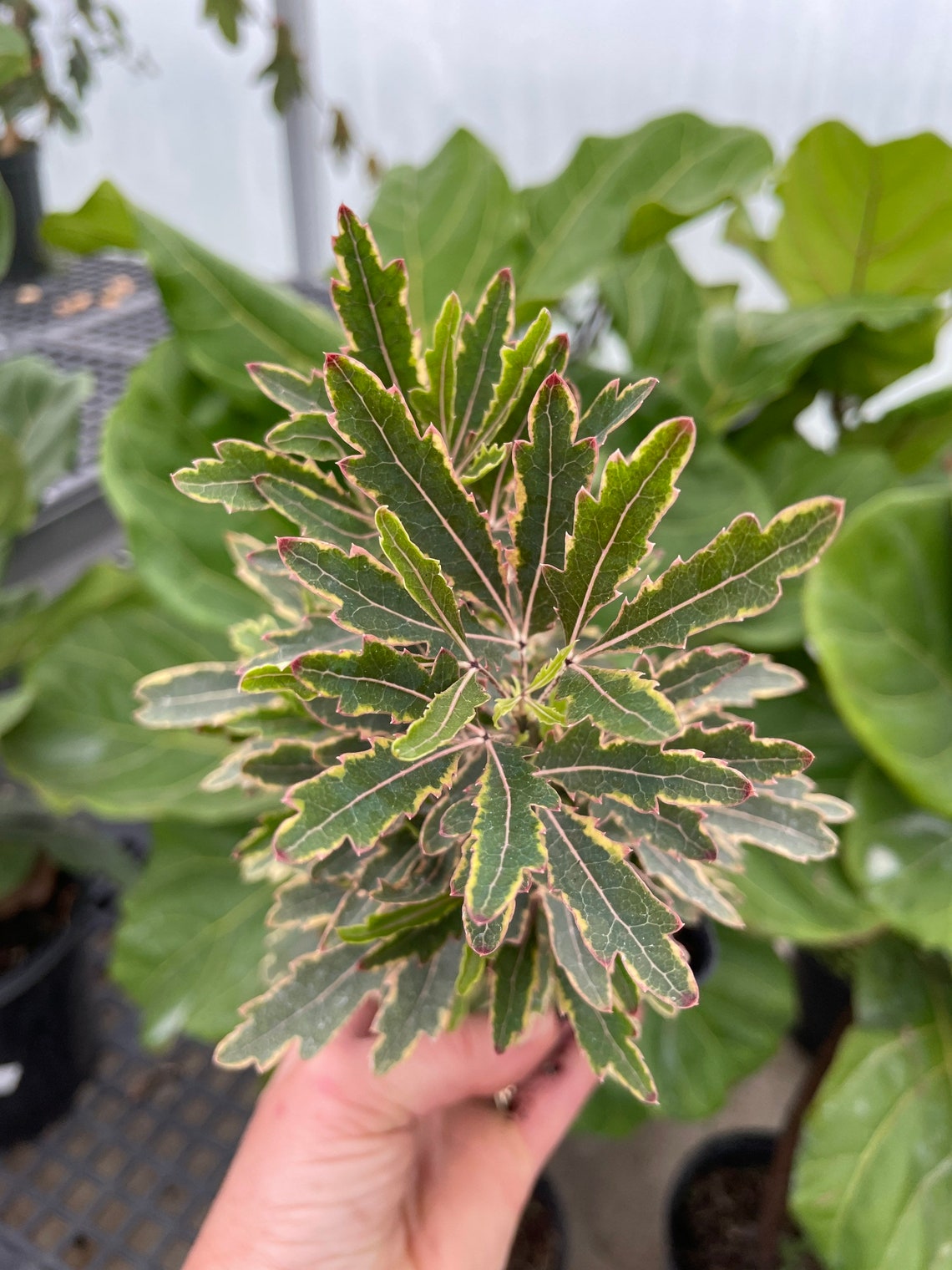 Variegated False Aralia Gold Crest Aralia - Etsy