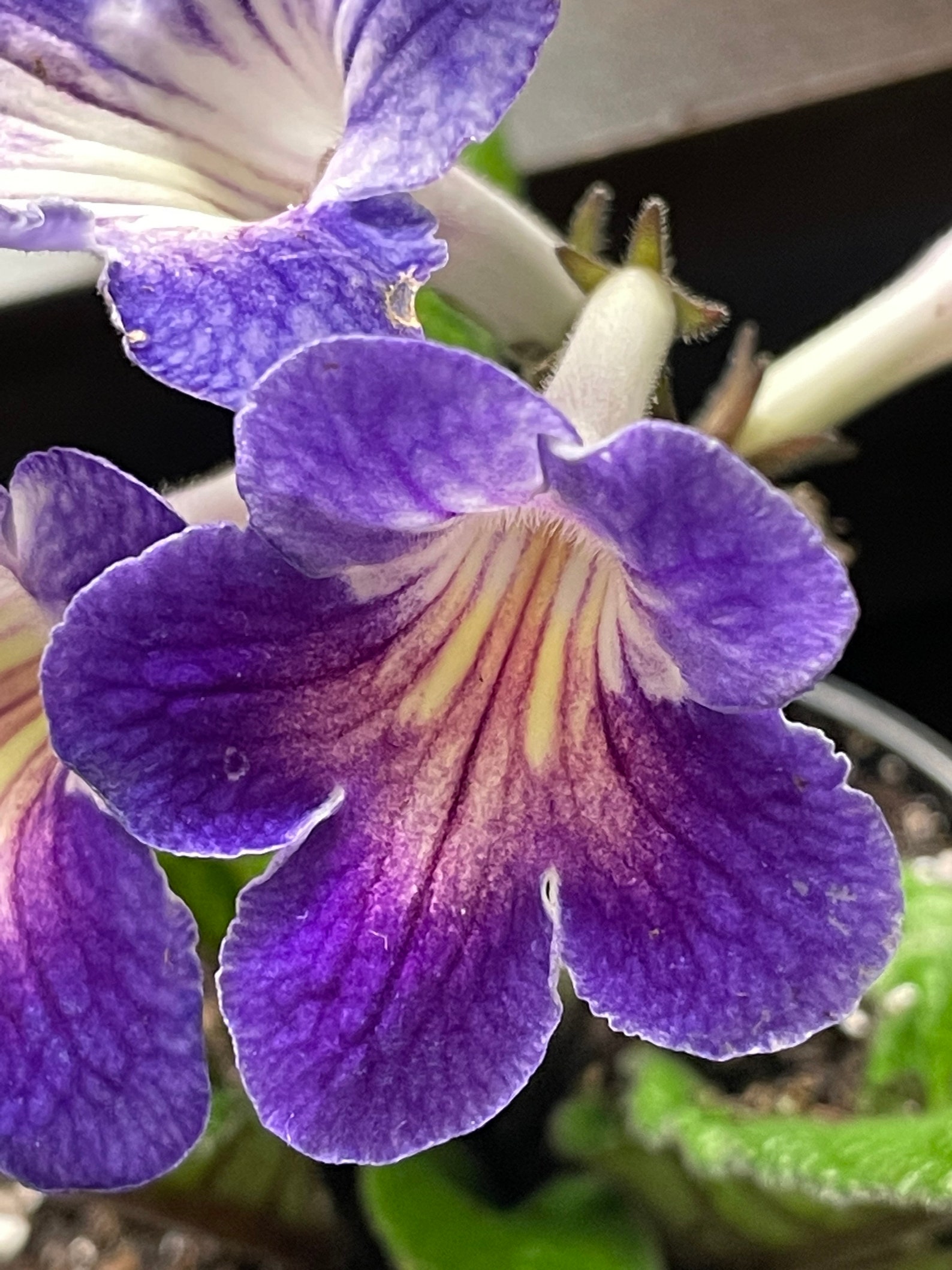 Streptocarpus ‘azure’ (also Called Cape Primrose) - Etsy