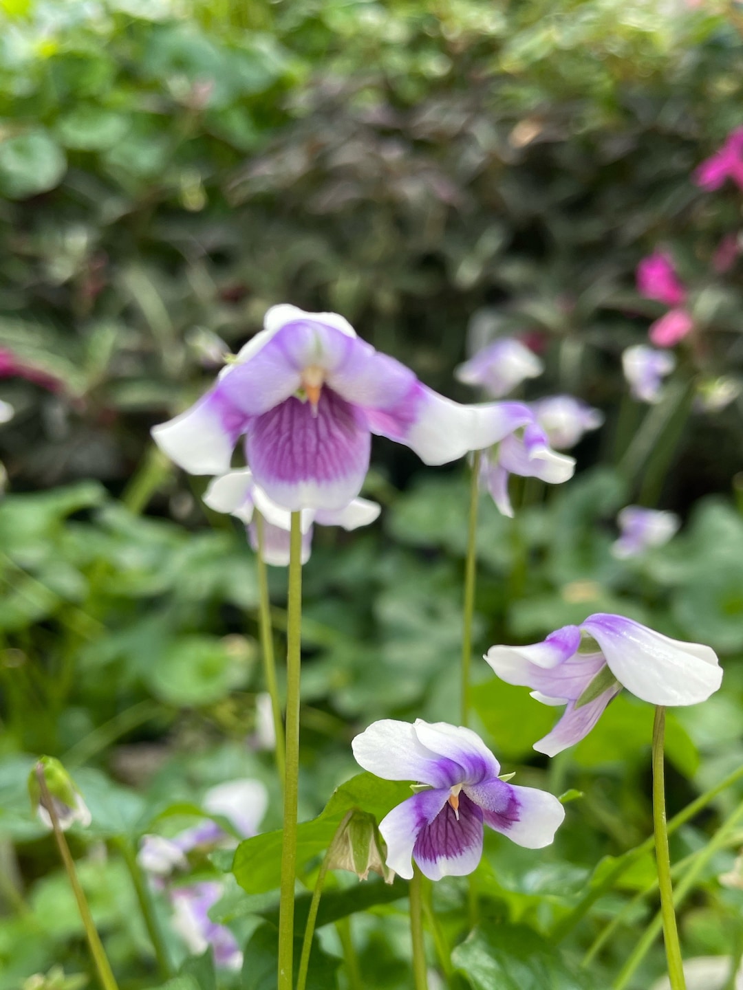 Australian Violet, Also Known as Tasmanian Violet (viola Banksii ...