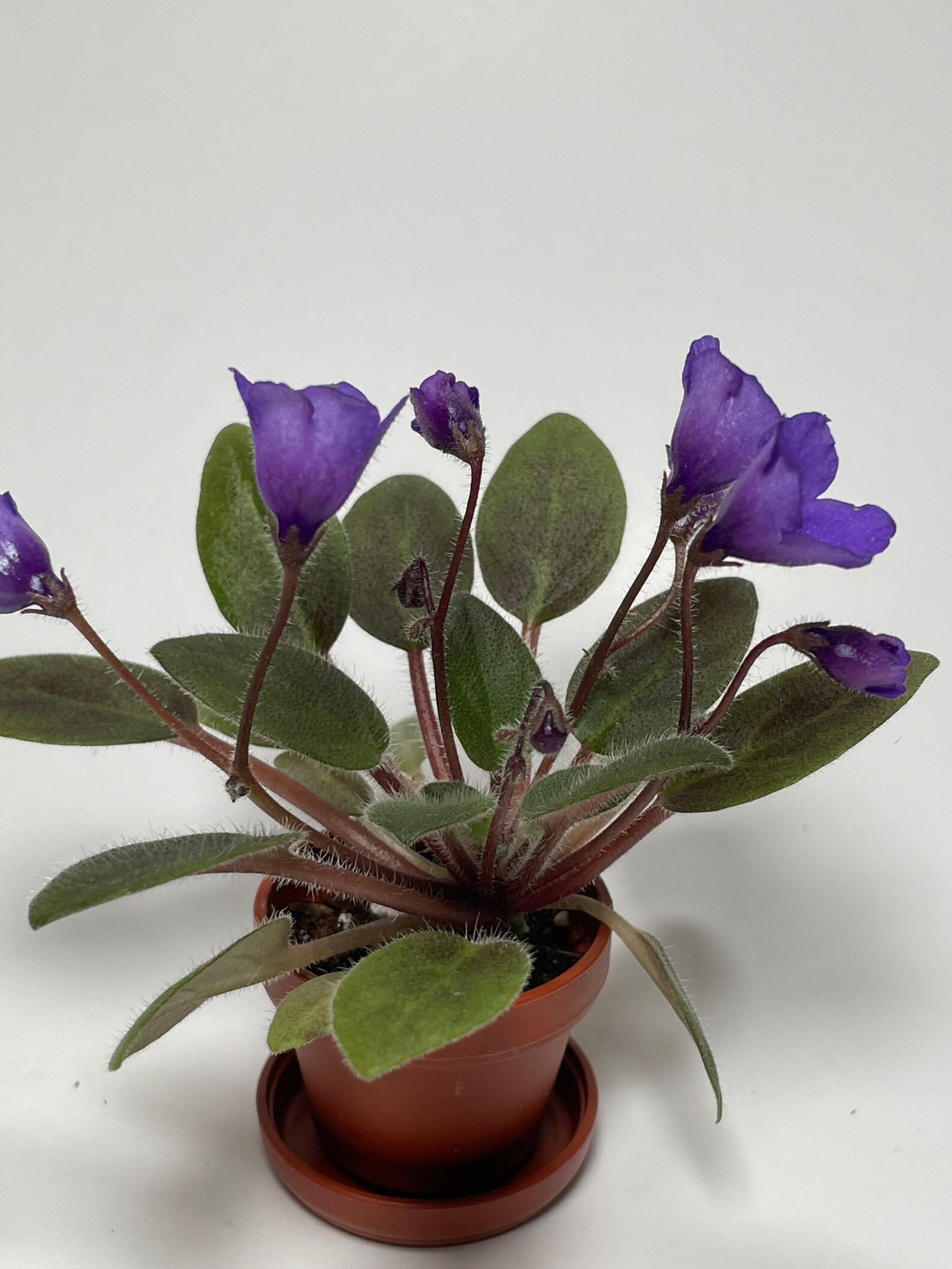 Micro Mini African Violet Vallarta Campanas Moradas - Etsy
