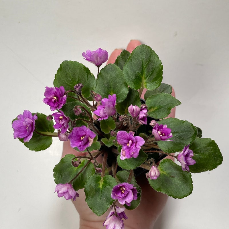 Trailing African Violet - Etsy