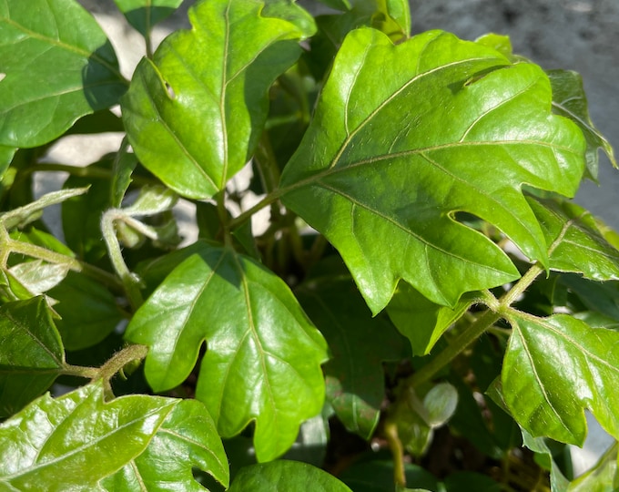 Oak Leaf Ivy (cissus Alata Ellen Danica) Potted Plant, Ships Potted ...