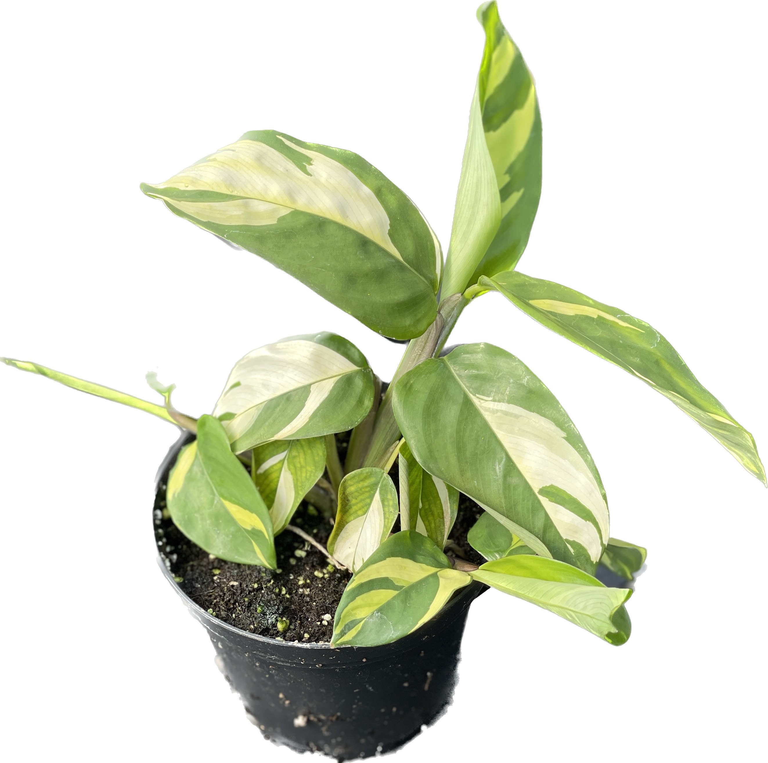 Ctenanthe Golden Mosaic - Etsy