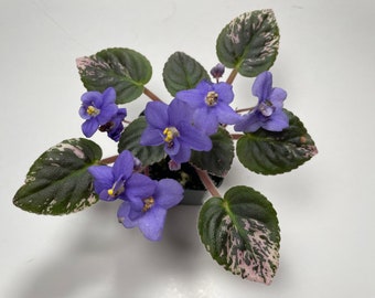 Semi Mini African Violet Rob’s Calypso Beat - Etsy