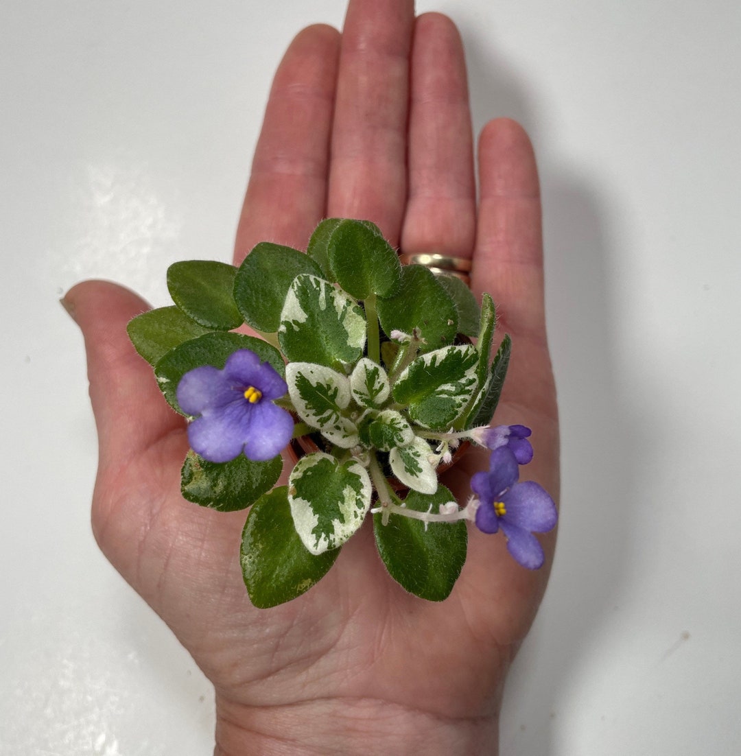 Micro Mini African Violet Pixie Runaround - Etsy