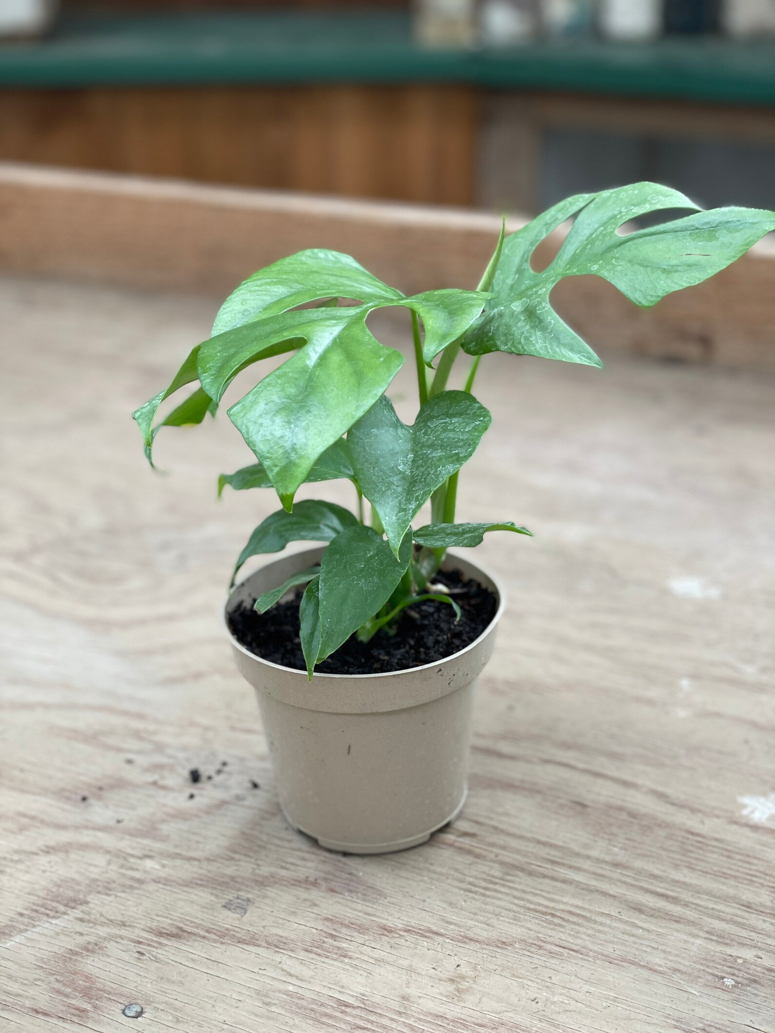 Mini Monstera monstera Minima Also Raphidiphora Tetrasperma - Etsy