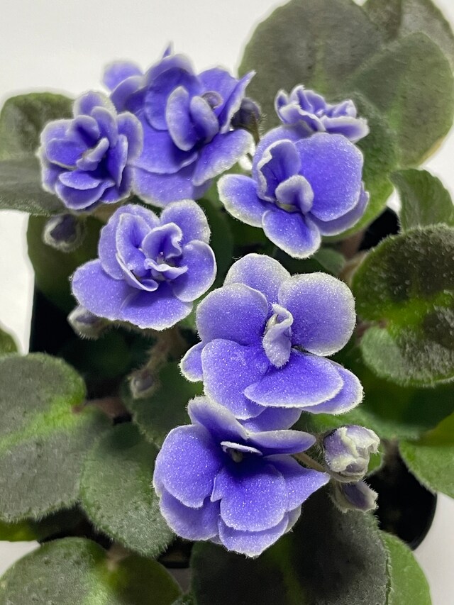 GardenGalsPlants - Etsy