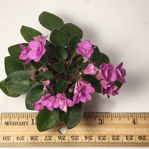 Micro Mini African Violet First Love - Etsy