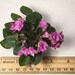 Micro Mini African Violet First Love - Etsy