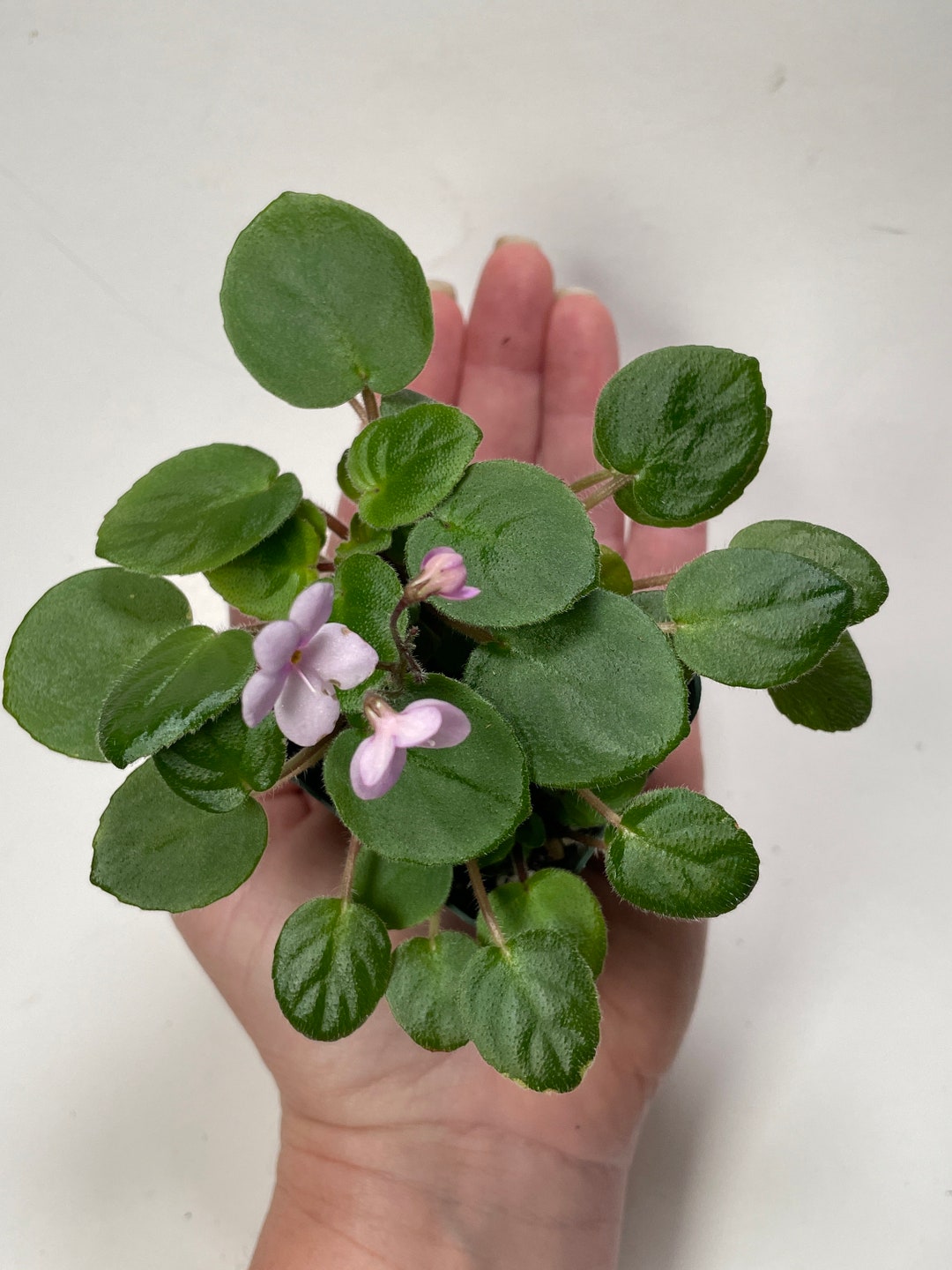 Mini Trailing African Violet Pixie Pink in Full Bloom 4/6/26, Potted ...