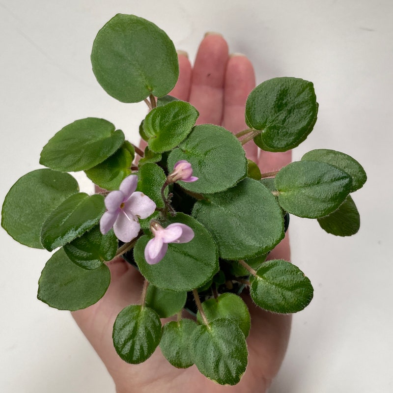 Trailing African Violet - Etsy