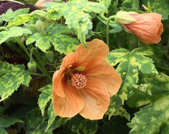 Flowering Maple | Etsy