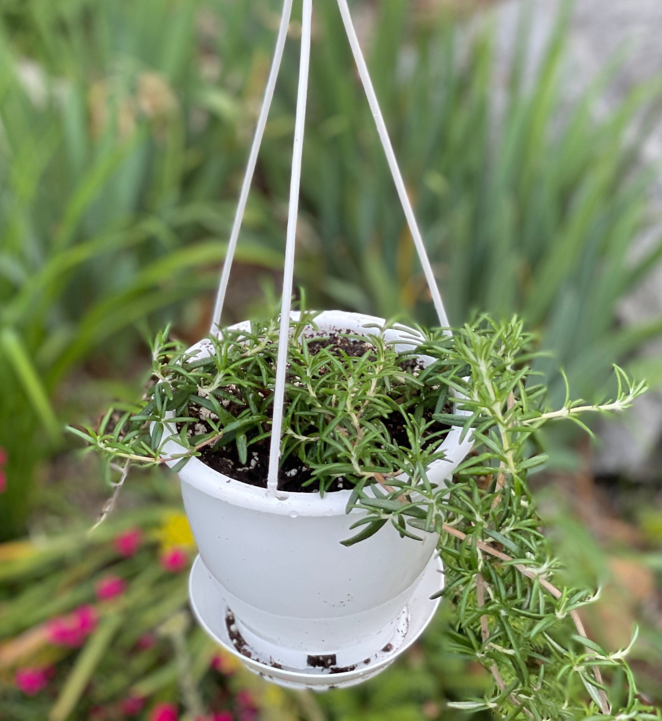 Prostrate Rosemary 4 Hanging Pot - Etsy