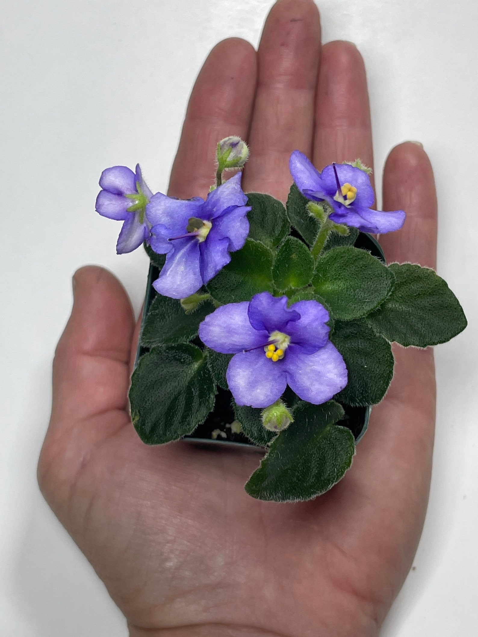 Miniature African Violet Kit Kat - Etsy
