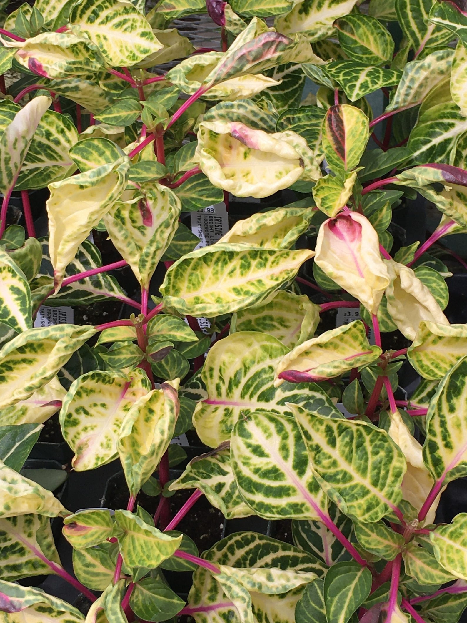 Yellow Painted Bloodleaf Live Plant - Etsy