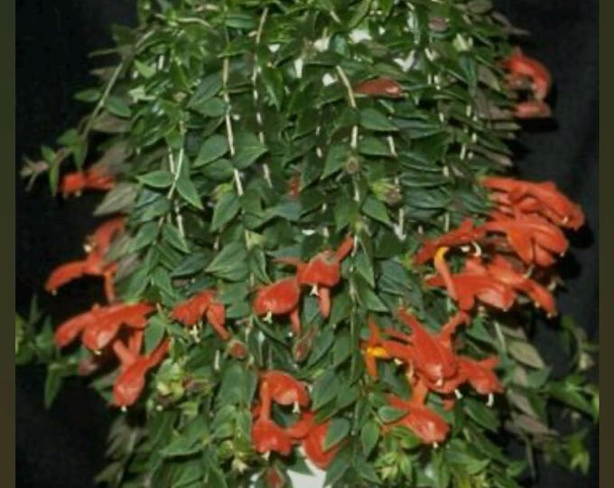 Columnea Red King - a Live Plant in a 4” Hanging Pot, Ships Potted - Etsy