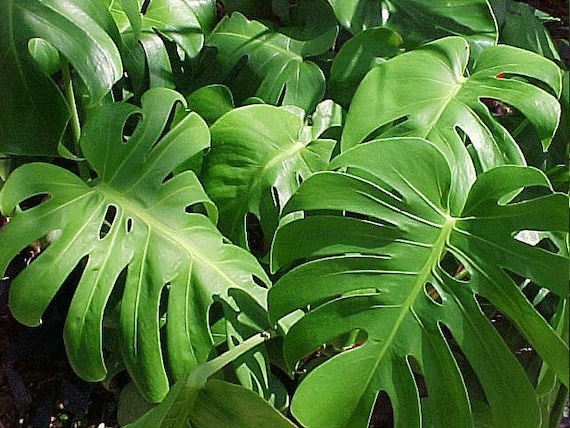 Cutleaf Philodendron