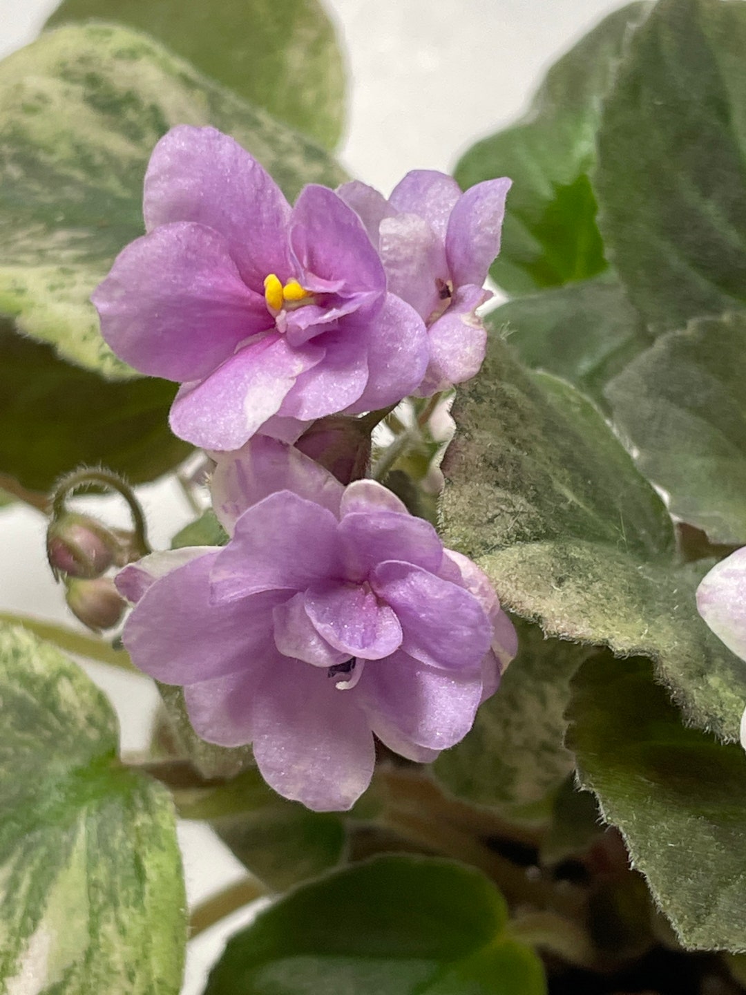 Trailing African Violet Fancy Trail - Etsy